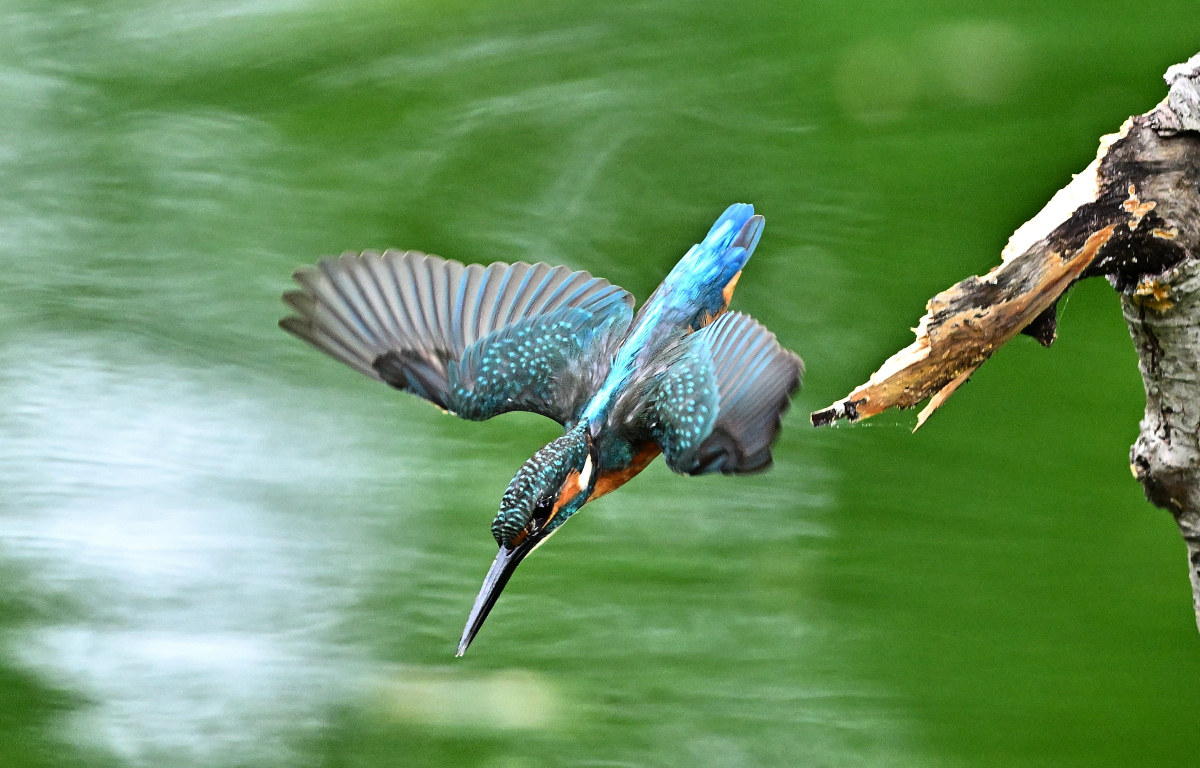 3番子フィールドデビュー: 青い鳥