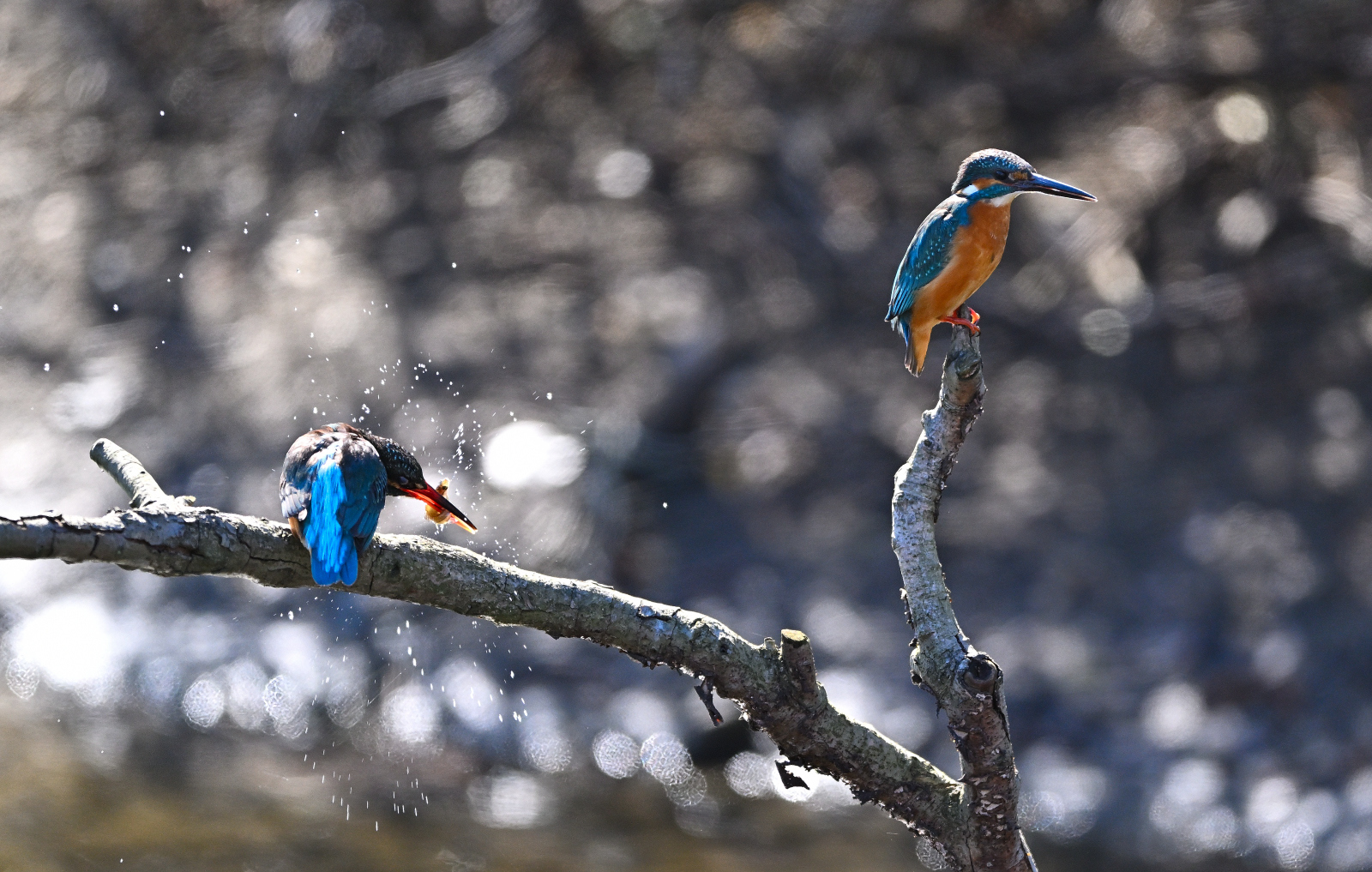 まだ、給餌は見ていないとのこと、: 青い鳥