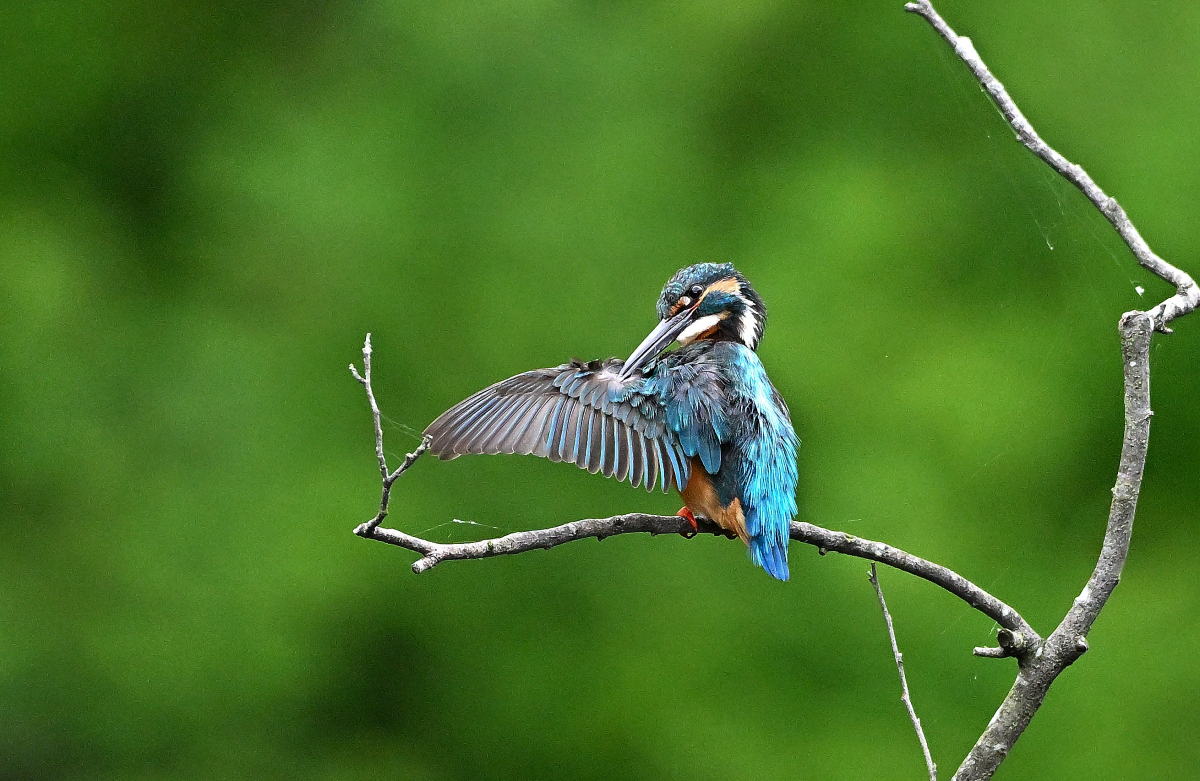 抱卵中: 青い鳥