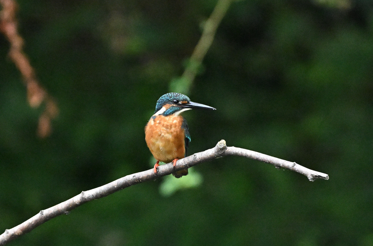 雨が降りそうでフィールド行きを躊躇: 青い鳥