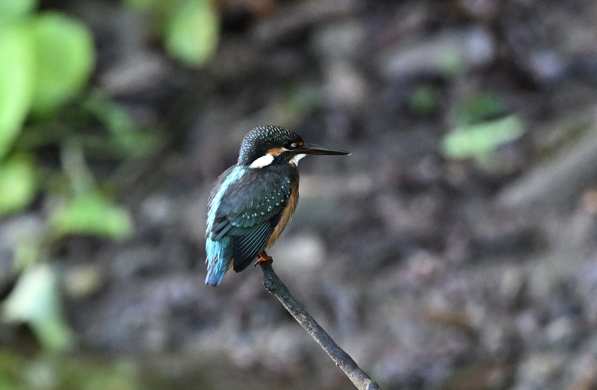 ボランティア活動の日: 青い鳥